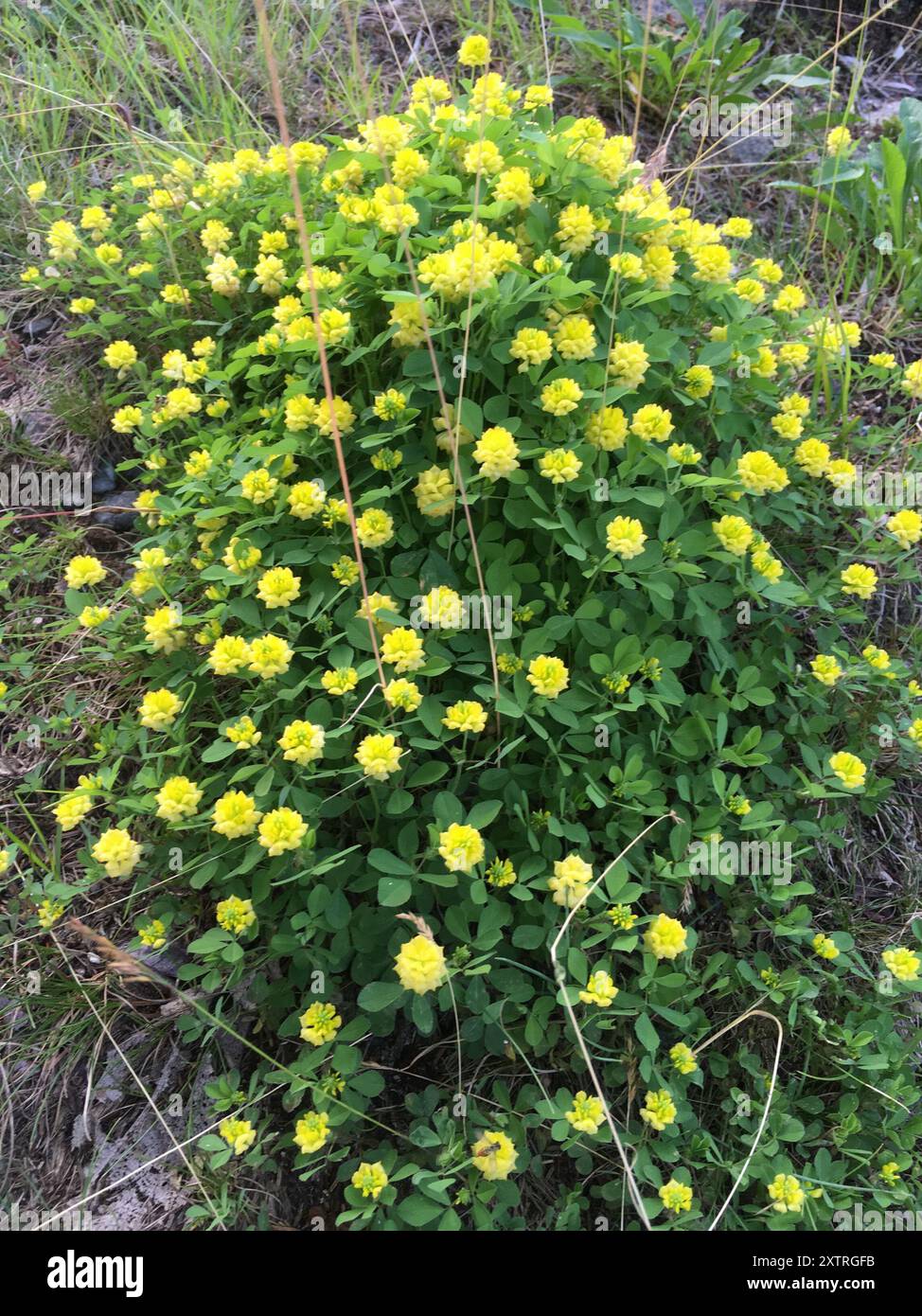 hop trefoil (Trifolium campestre) Plantae Stock Photo - Alamy