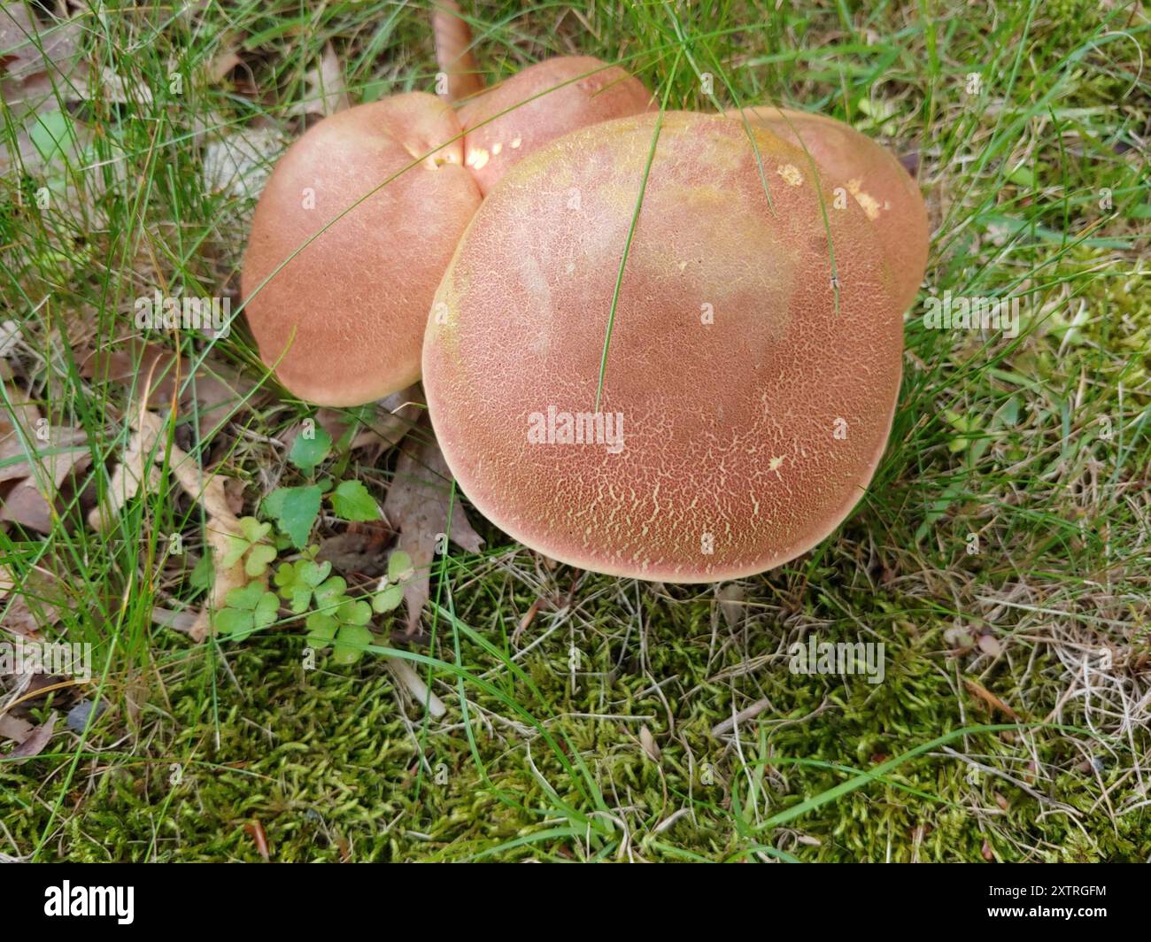 two-colored bolete (Baorangia bicolor) Fungi Stock Photo - Alamy