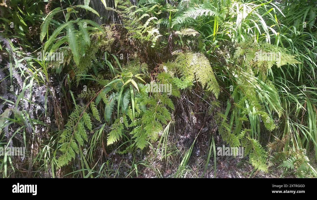 Fairy Fern (Odontosoria chinensis) Plantae Stock Photo - Alamy