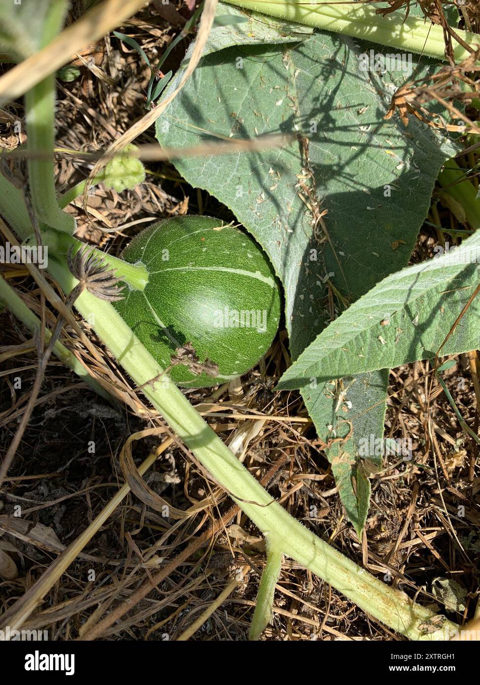 Buffalo Gourd (Cucurbita foetidissima) Plantae Stock Photo - Alamy