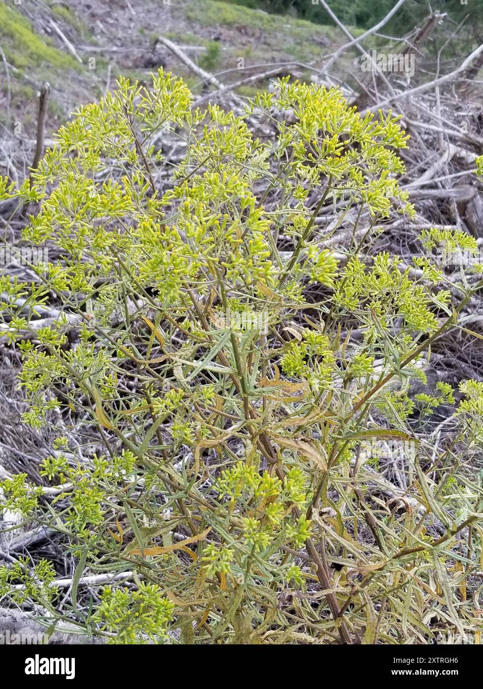 Senecio minimus hi-res stock photography and images - Alamy