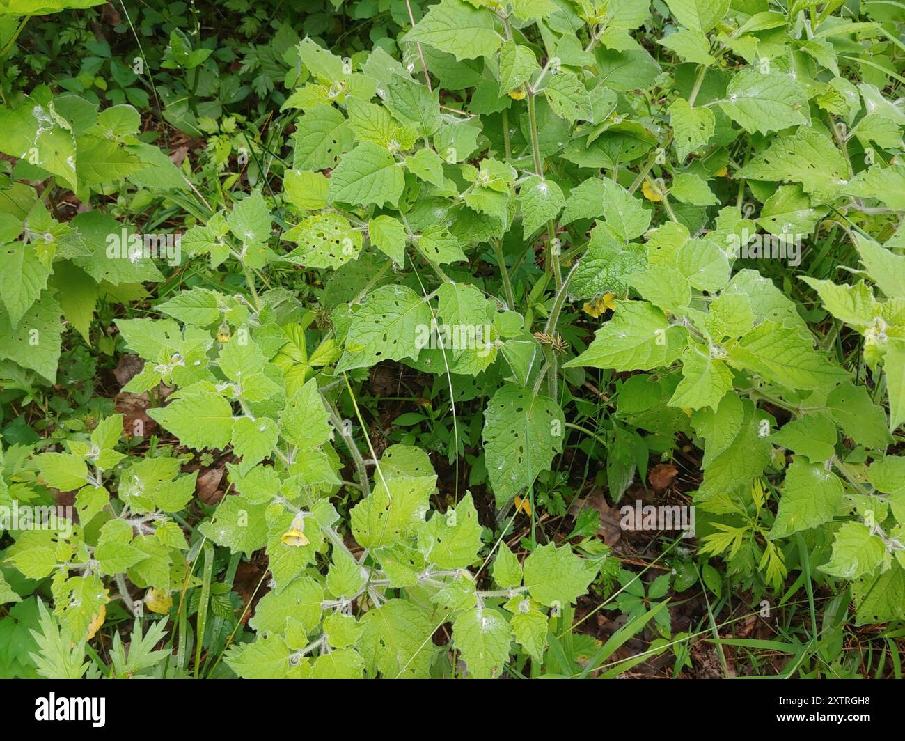 clammy groundcherry (Physalis heterophylla) Plantae Stock Photo - Alamy
