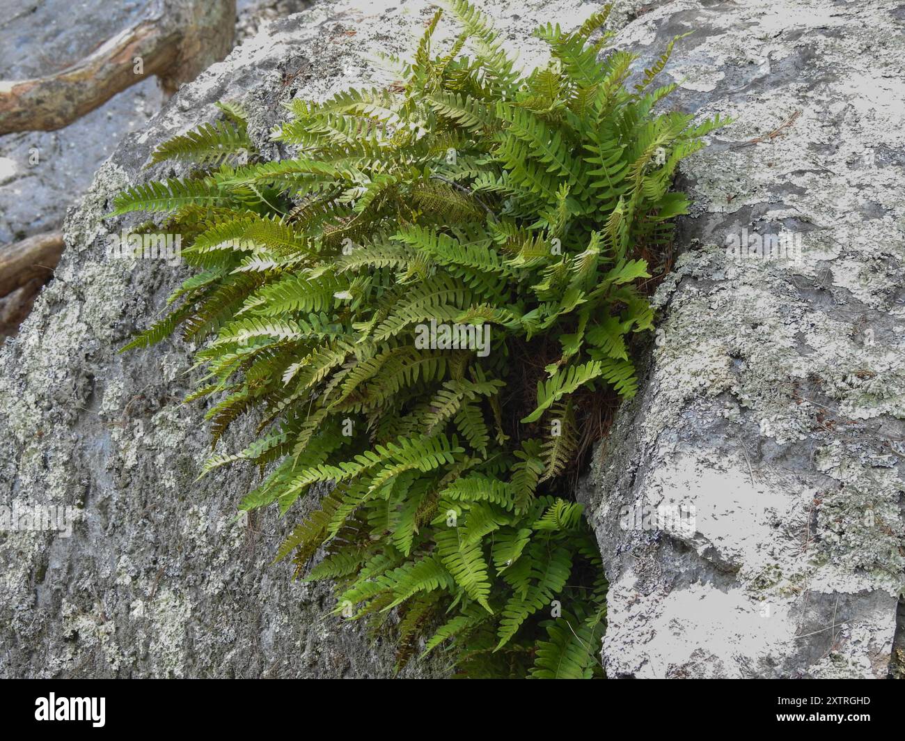 rock polypody (Polypodium virginianum) Plantae Stock Photo - Alamy