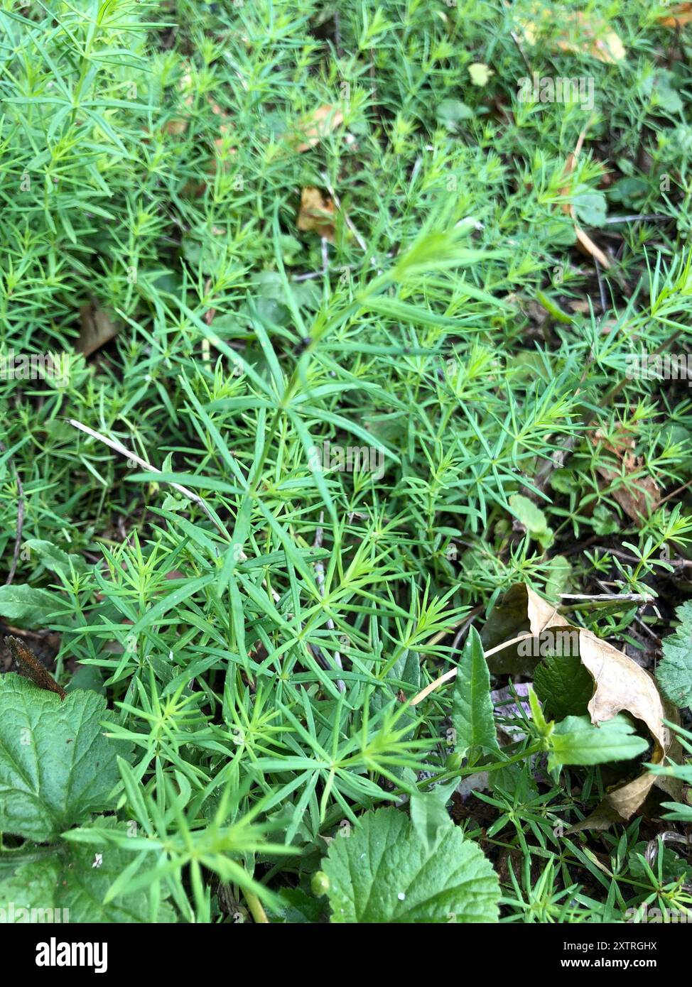 Lady's Bedstraw (Galium verum) Plantae Stock Photo - Alamy