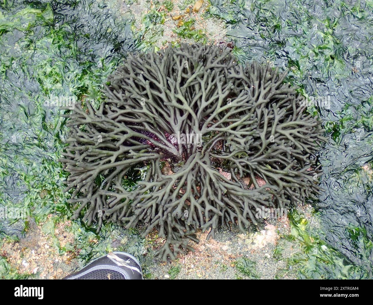 Dead Man's Fingers (Codium fragile) Plantae Stock Photo - Alamy