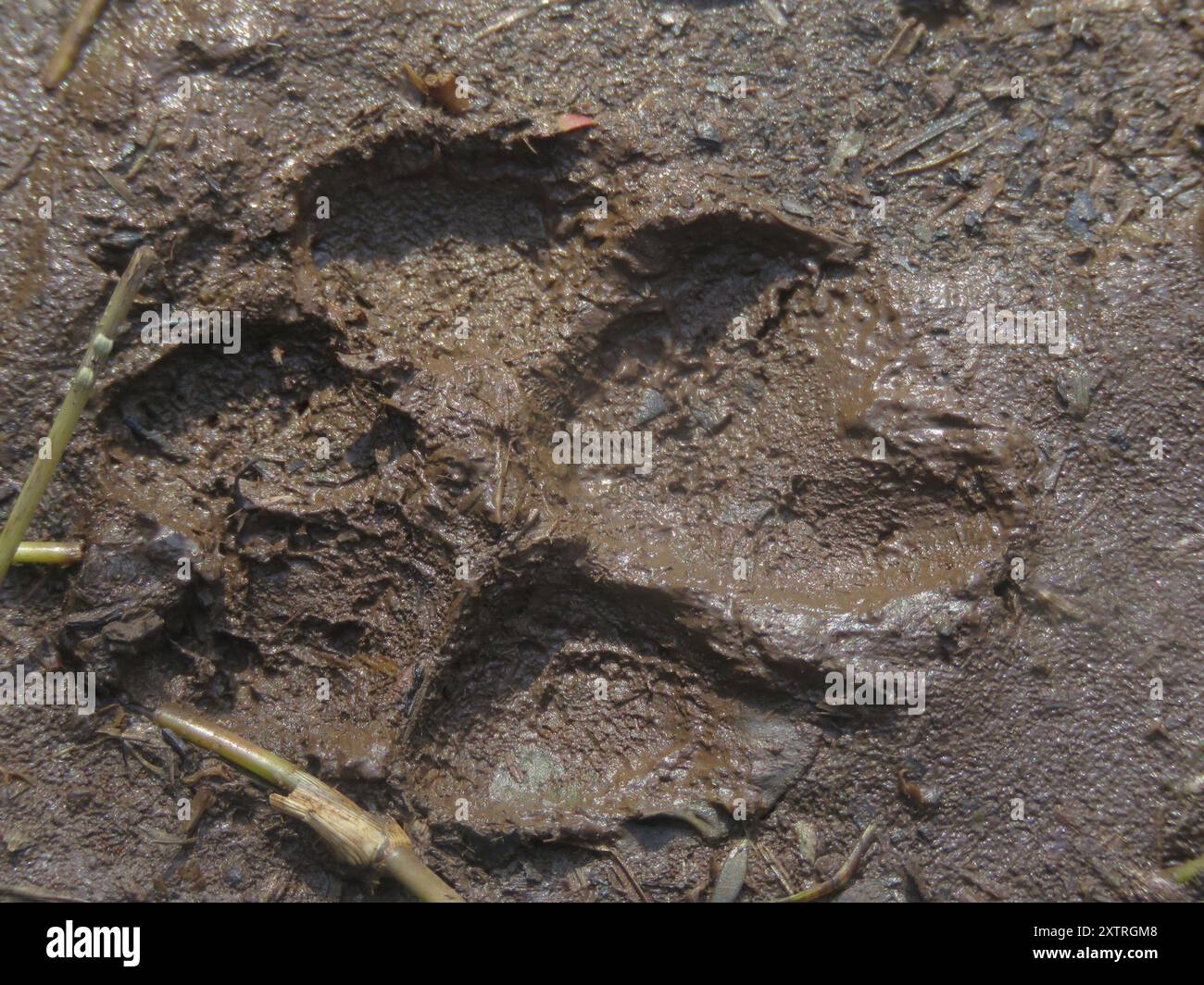 Mammals (Mammalia) Mammalia Stock Photo - Alamy
