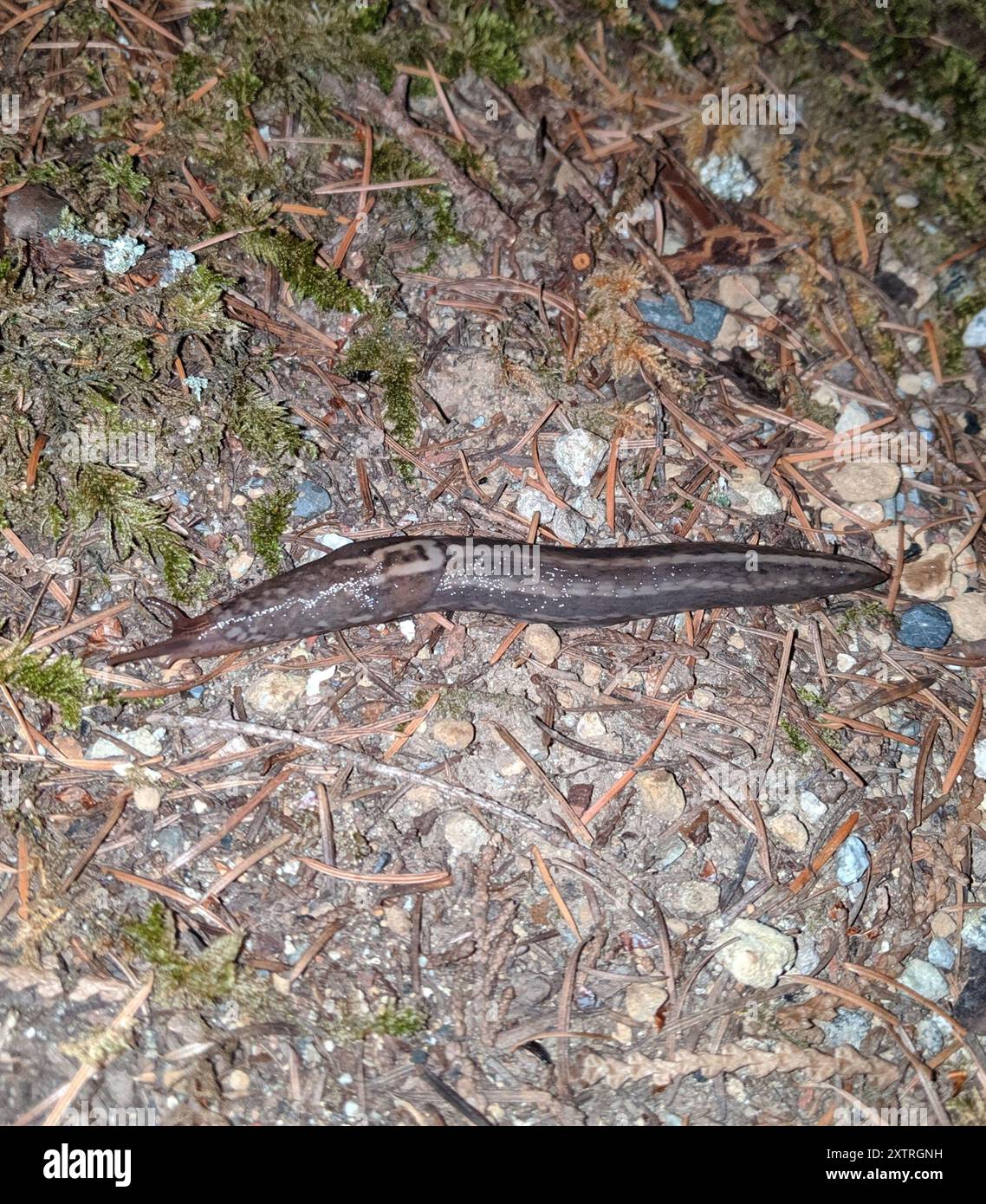 Leopard Slug (Limax maximus) Mollusca Stock Photo - Alamy