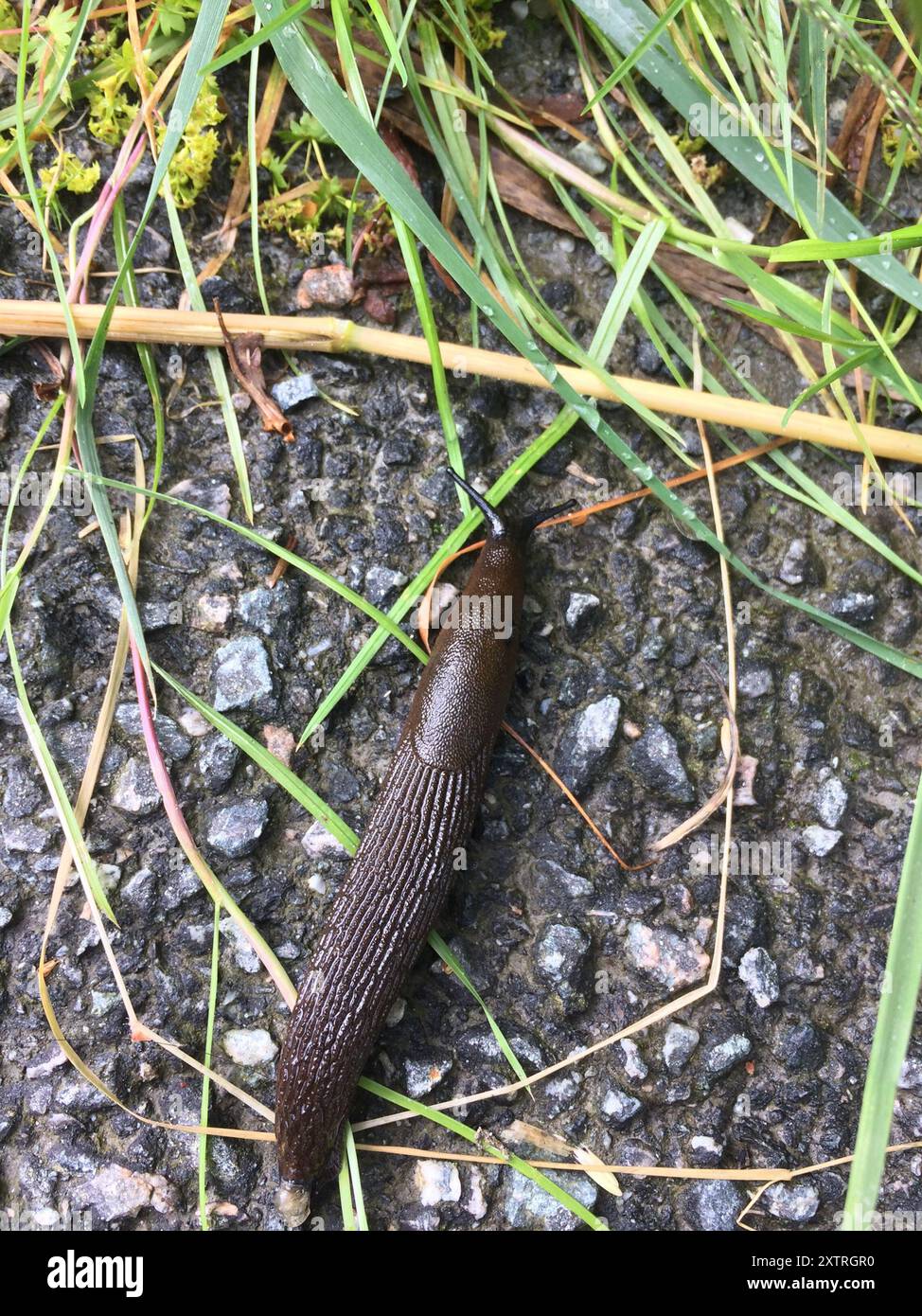 Spanish Slug (Arion vulgaris) Mollusca Stock Photo - Alamy