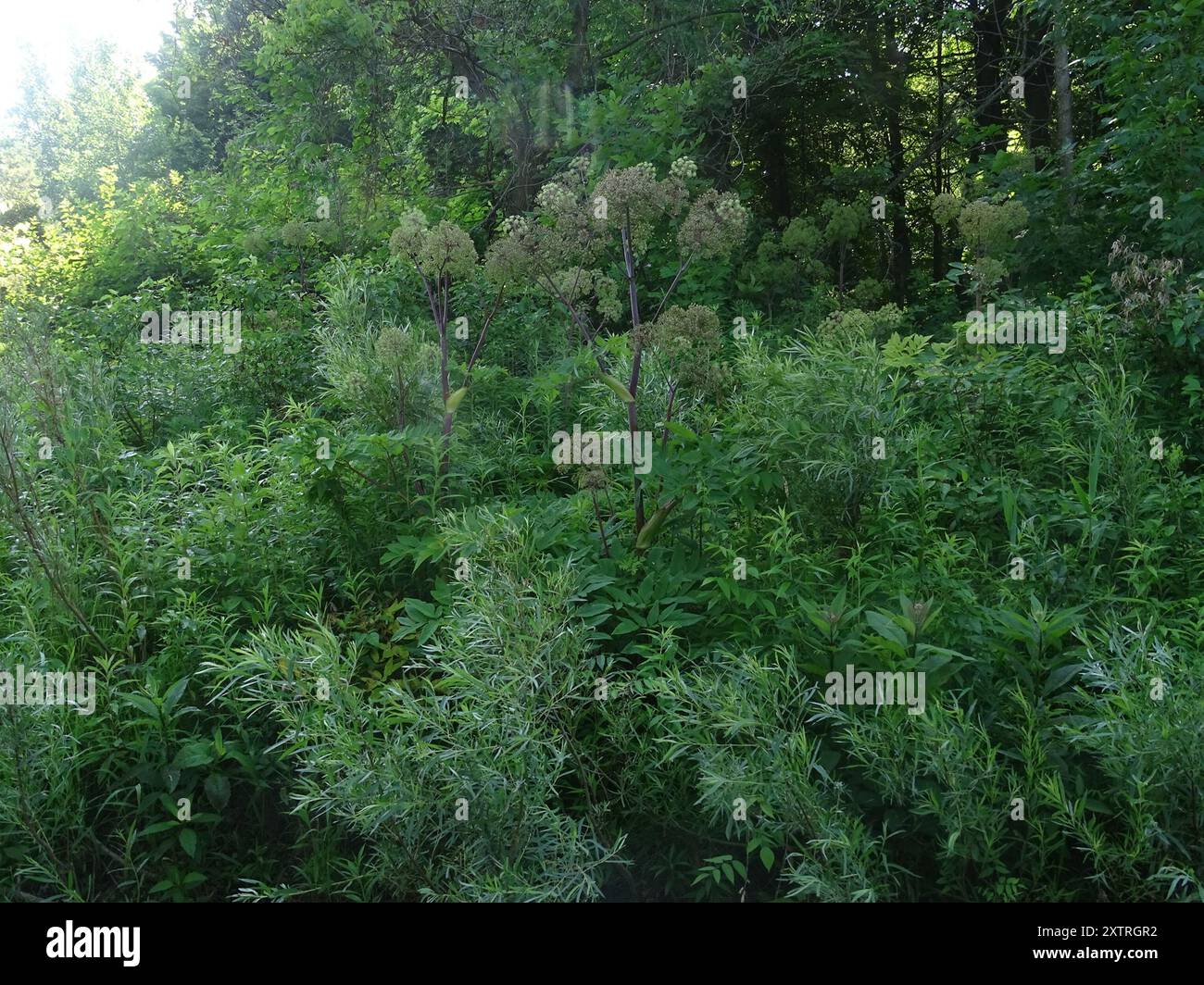 purple-stemmed angelica (Angelica atropurpurea) Plantae Stock Photo - Alamy