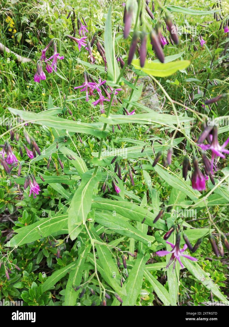purple lettuce (Prenanthes purpurea) Plantae Stock Photo - Alamy