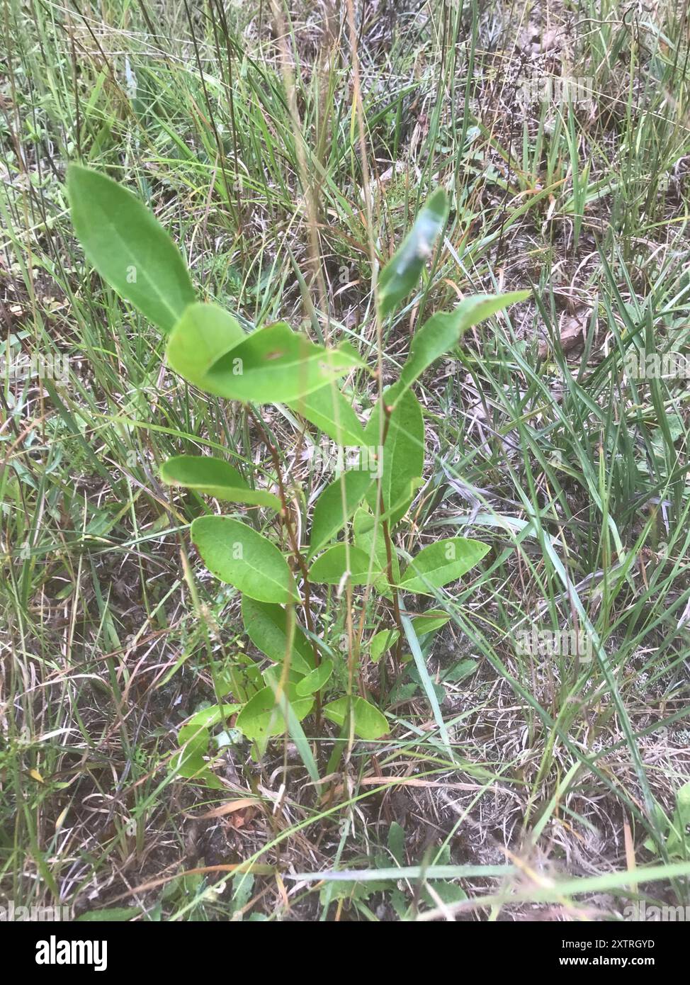 staggerbush (Lyonia mariana) Plantae Stock Photo - Alamy