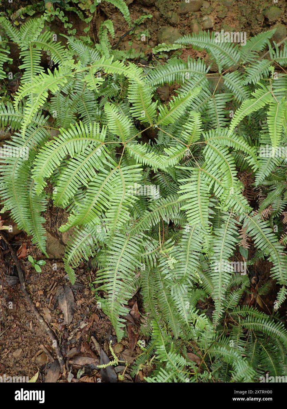 false staghorn fern (Dicranopteris linearis) Plantae Stock Photo - Alamy