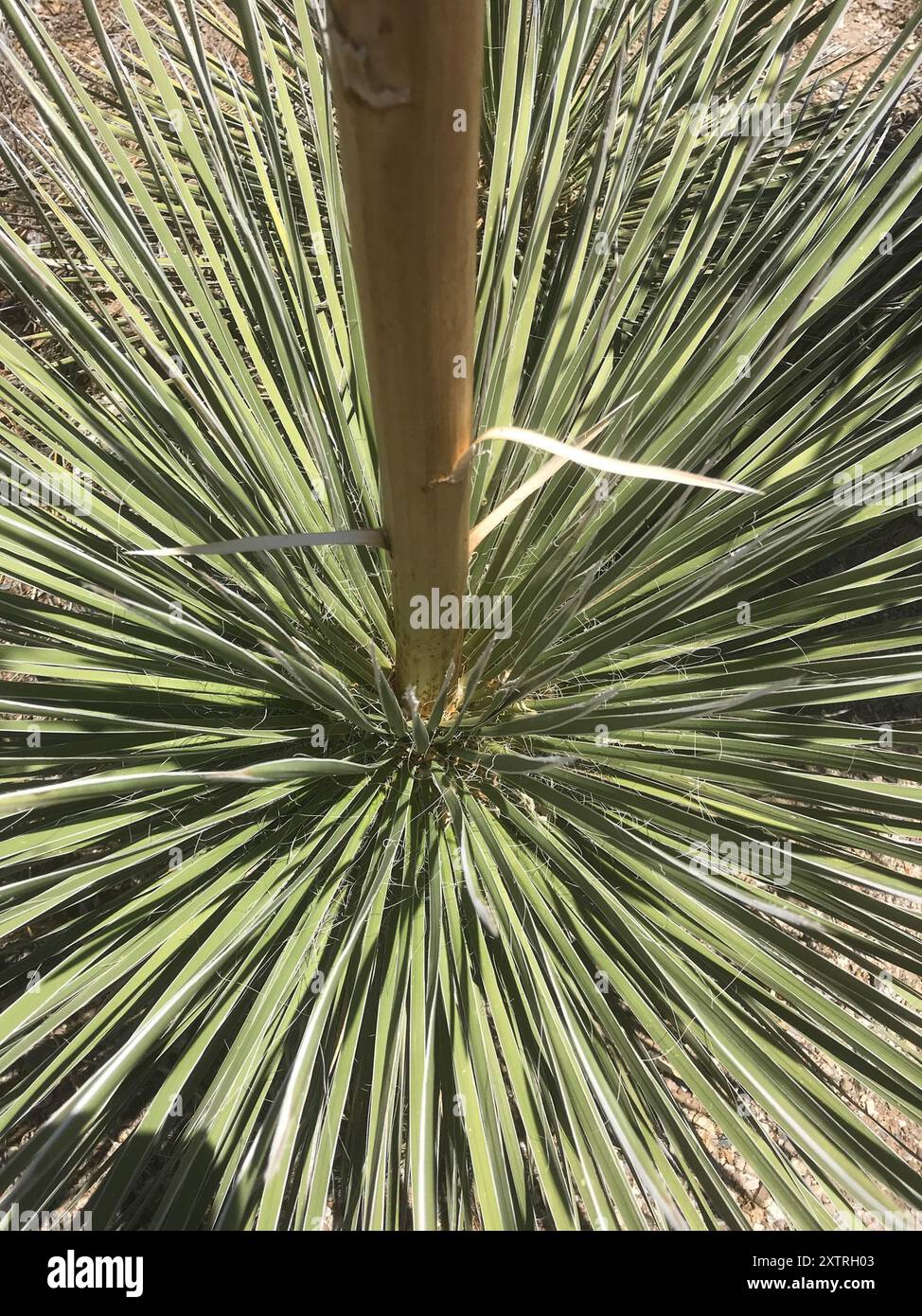 soaptree yucca (Yucca elata) Plantae Stock Photo - Alamy