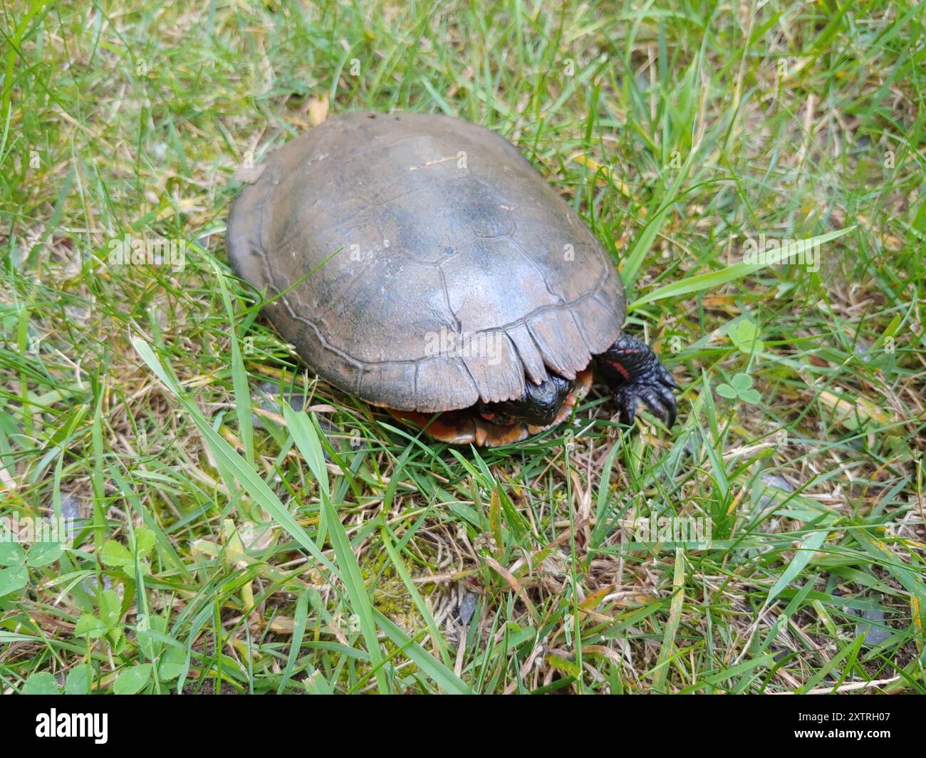 Midland Painted Turtle (Chrysemys picta marginata) Reptilia Stock Photo ...
