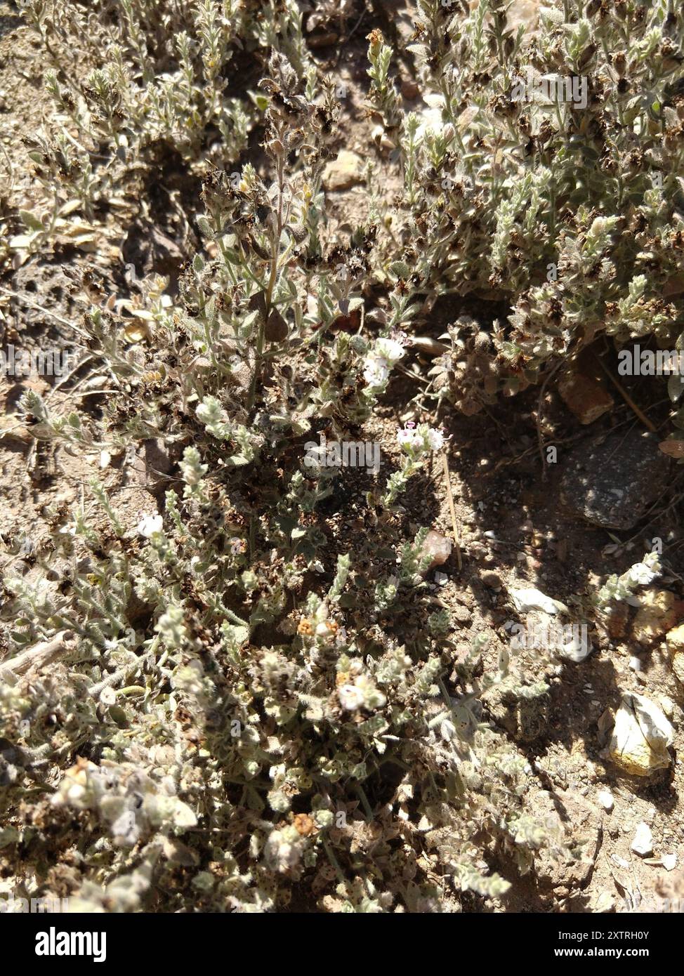 Alkali Weed (Cressa truxillensis) Plantae Stock Photo - Alamy