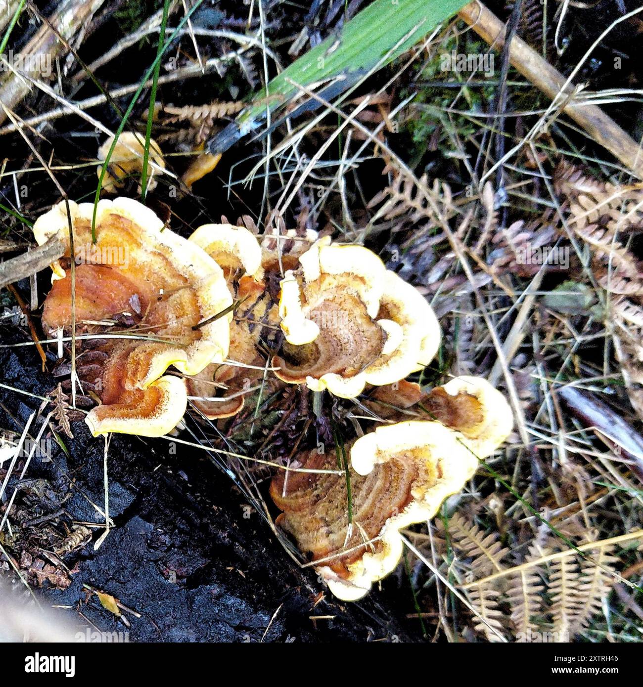 shelf fungi (Polyporales) Fungi Stock Photo - Alamy