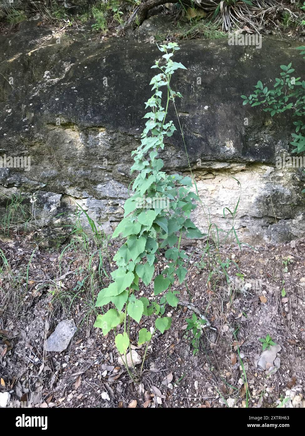 sweet Indian Mallow (Abutilon fruticosum) Plantae Stock Photo - Alamy
