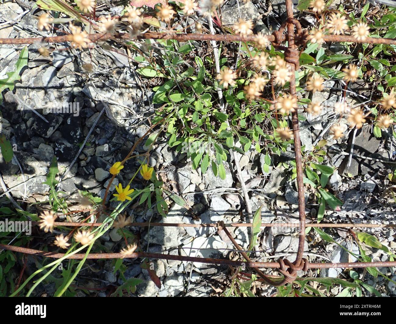 balsam ragwort (Packera paupercula) Plantae Stock Photo - Alamy