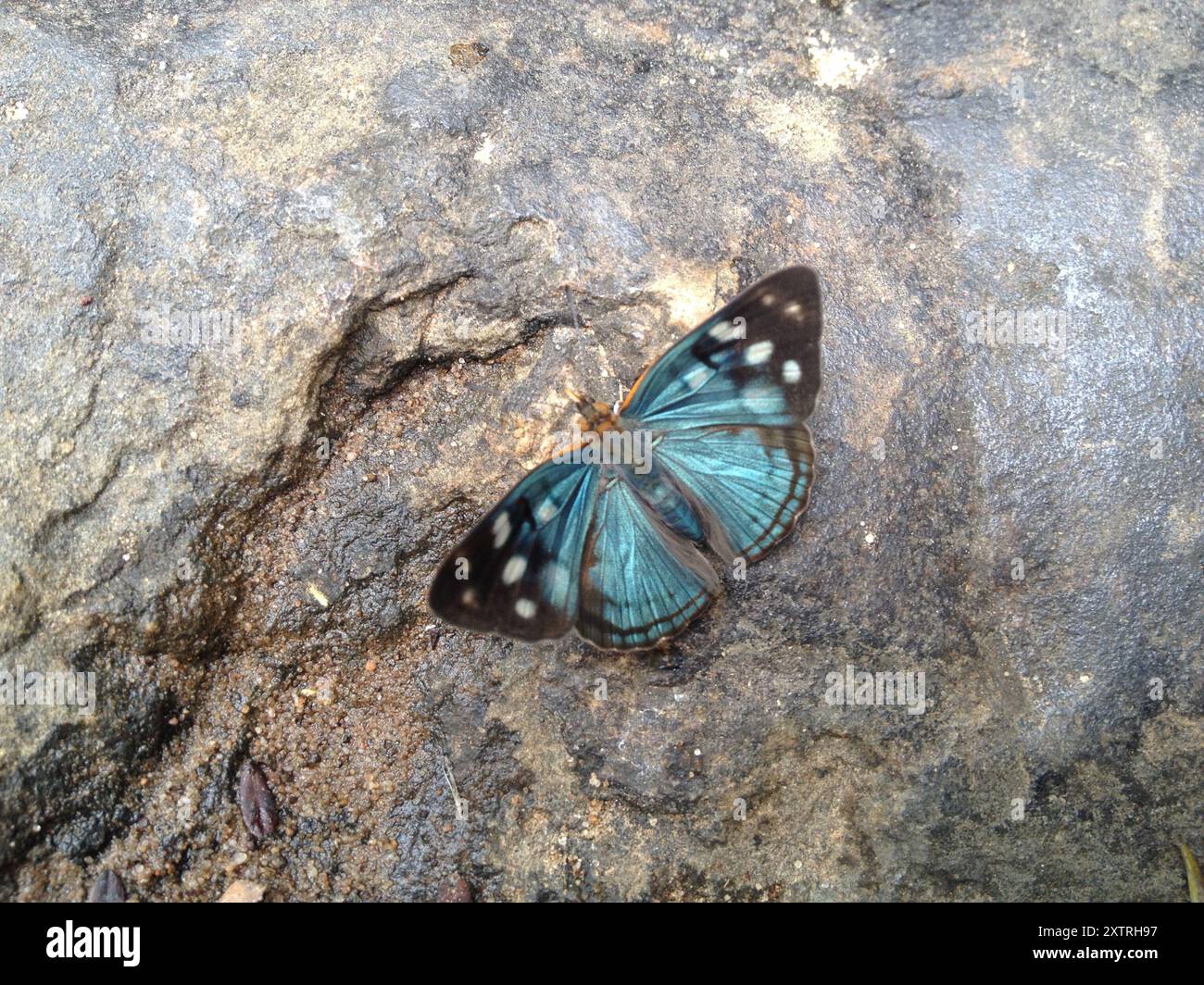 (Dynamine tithia) Insecta Stock Photo - Alamy