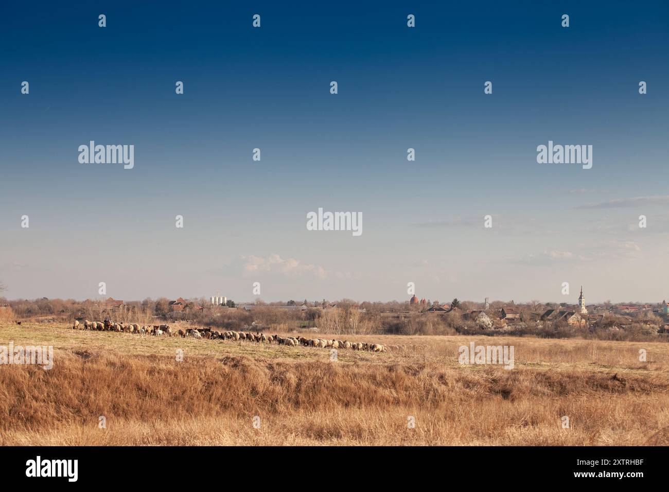 Picture of sheeps, white sheeps, standing in a pasture. Sheep are ...