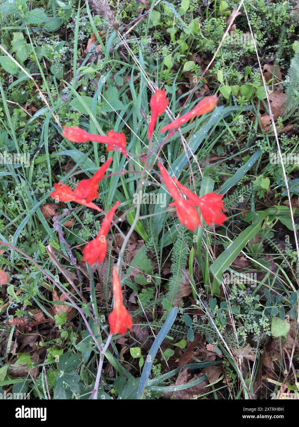 Red larkspur (Delphinium nudicaule) Plantae Stock Photo - Alamy