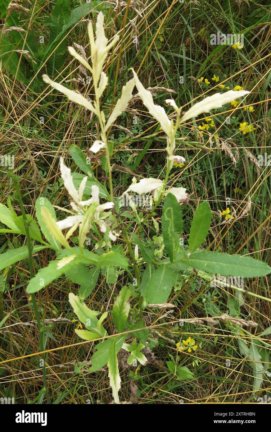 Syringae hi-res stock photography and images - Alamy