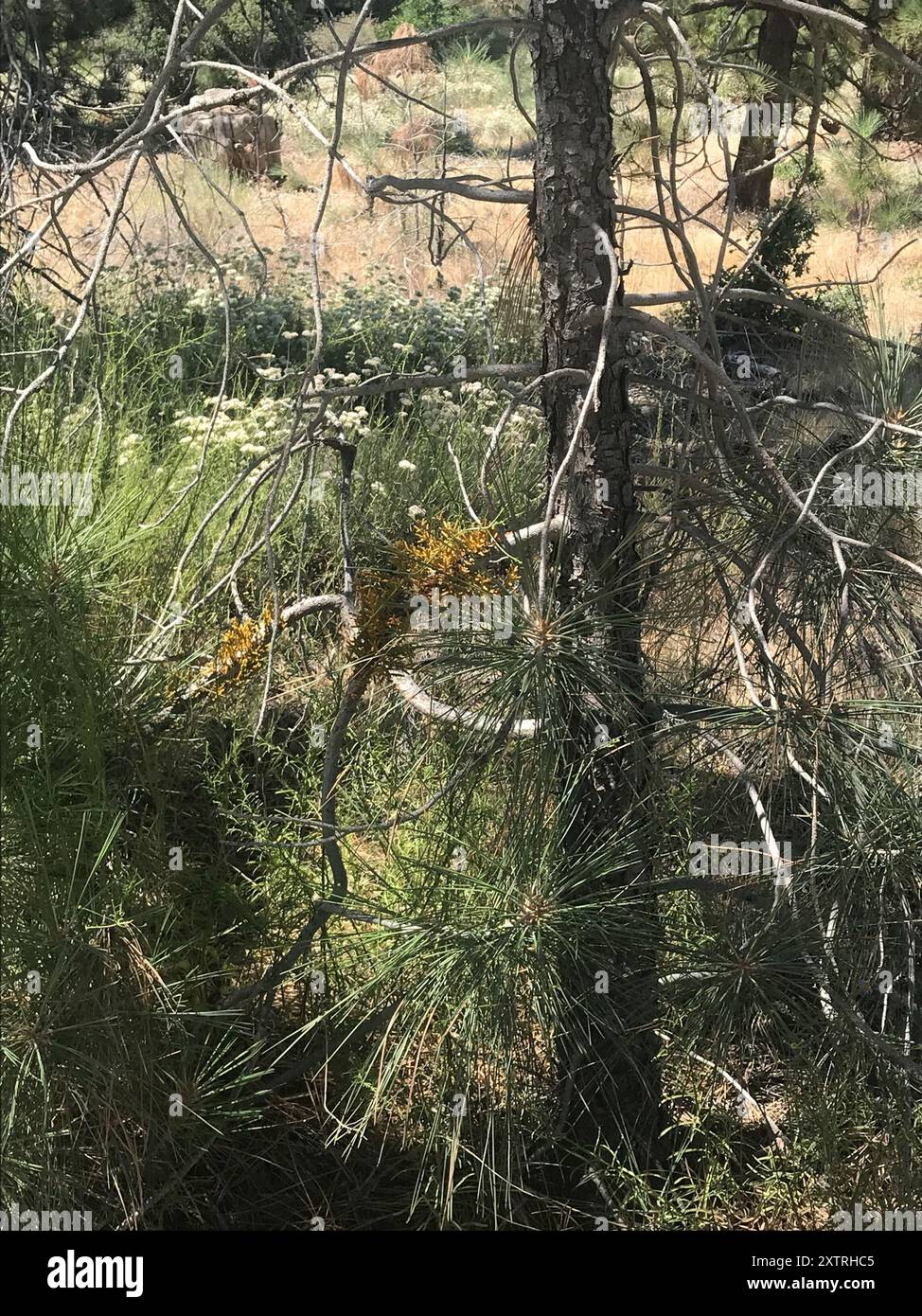 Western Dwarf-Mistletoe (Arceuthobium campylopodum) Plantae Stock Photo ...