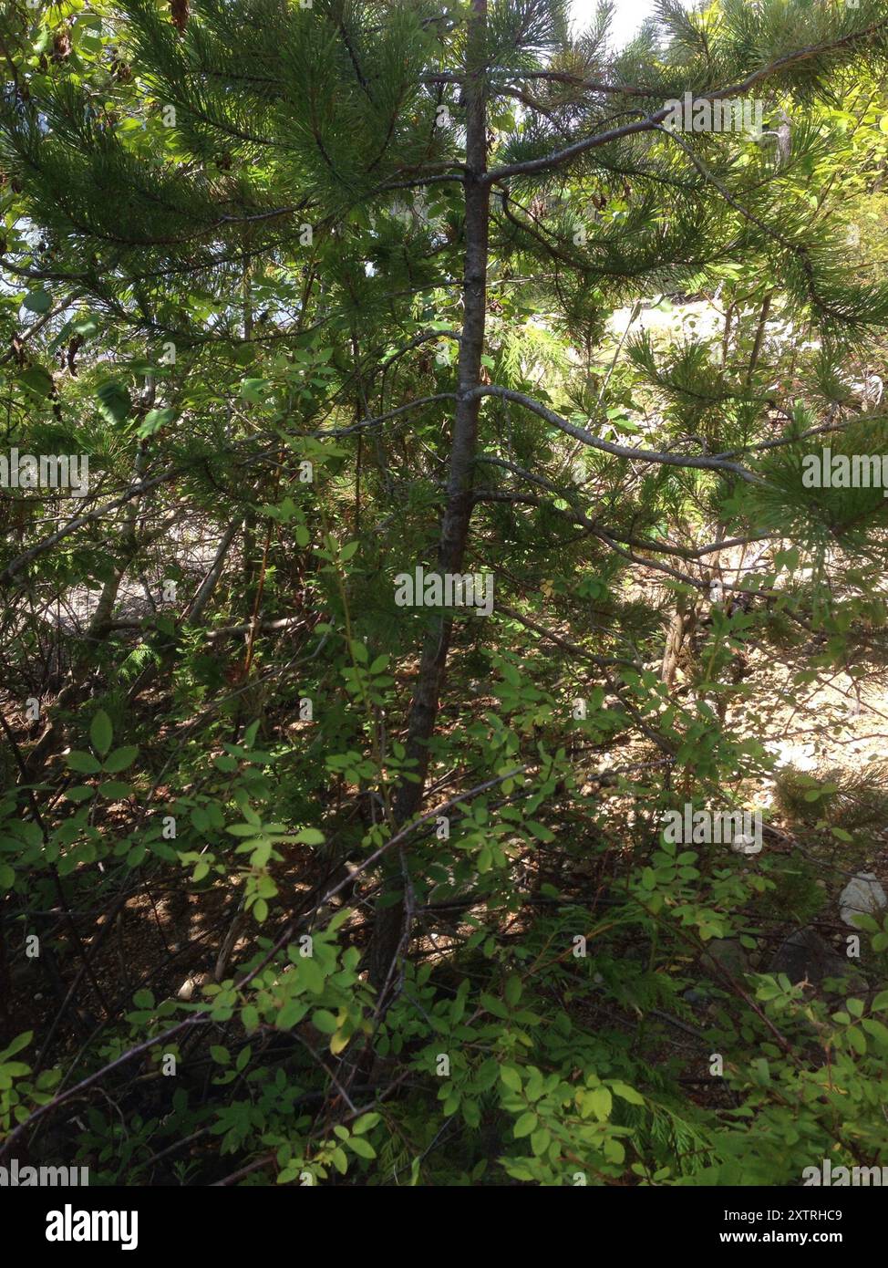 Shore Pine (Pinus contorta contorta) Plantae Stock Photo - Alamy