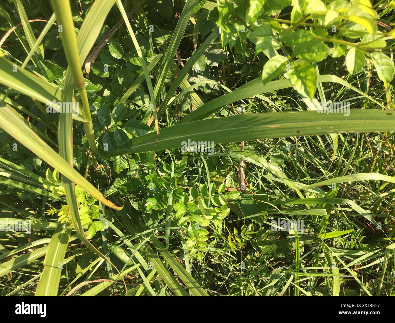 eastern gamagrass (Tripsacum dactyloides) Plantae Stock Photo - Alamy