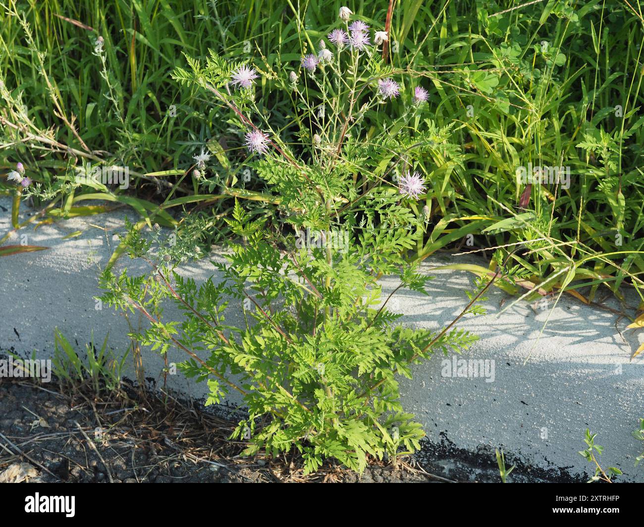 spotted knapweed (Centaurea stoebe) Plantae Stock Photo - Alamy