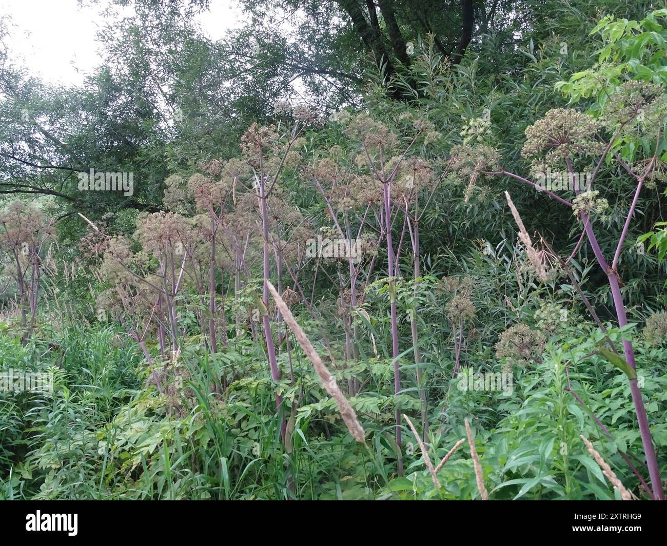 purple-stemmed angelica (Angelica atropurpurea) Plantae Stock Photo - Alamy