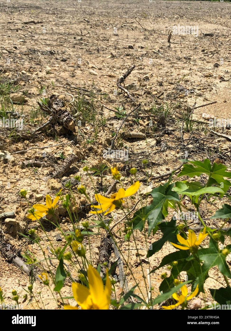 Greater Tickseed (Coreopsis major) Plantae Stock Photo - Alamy
