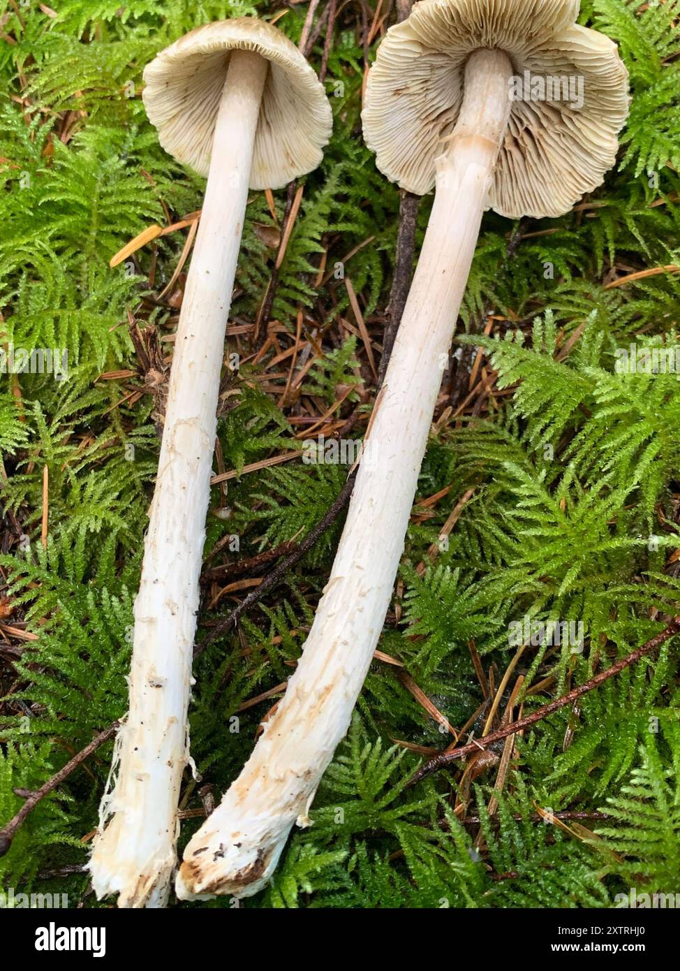 split fibrecap (Pseudosperma rimosum) Fungi Stock Photo - Alamy