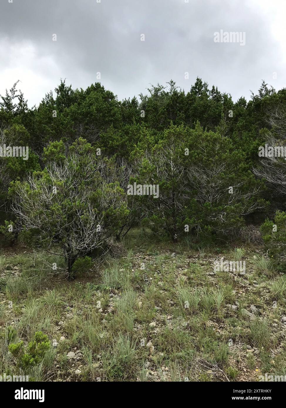 Ashe juniper (Juniperus ashei) Plantae Stock Photo - Alamy