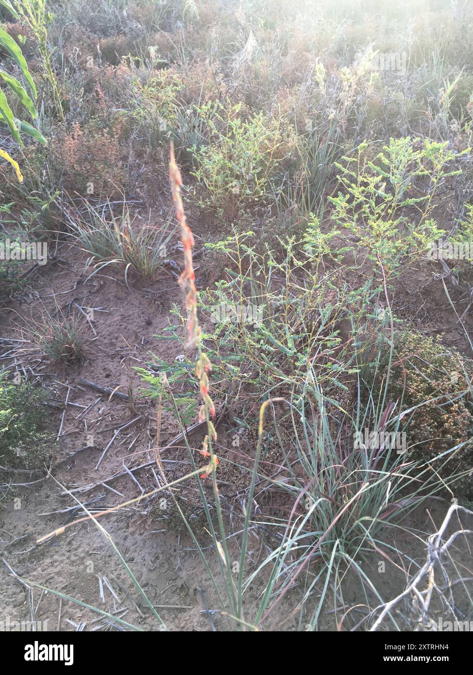 Sideoats Grama (Bouteloua curtipendula) Plantae Stock Photo - Alamy