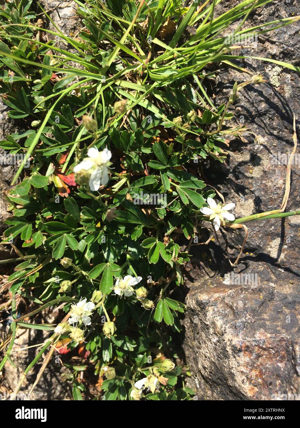 three-toothed cinquefoil (Sibbaldiopsis tridentata) Plantae Stock Photo ...