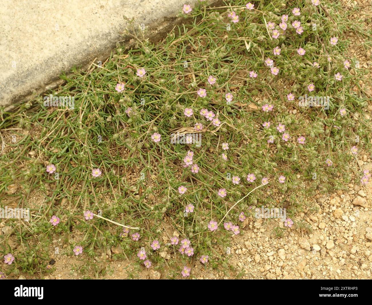 Sticky Sand-Spurrey (Spergularia macrotheca) Plantae Stock Photo - Alamy