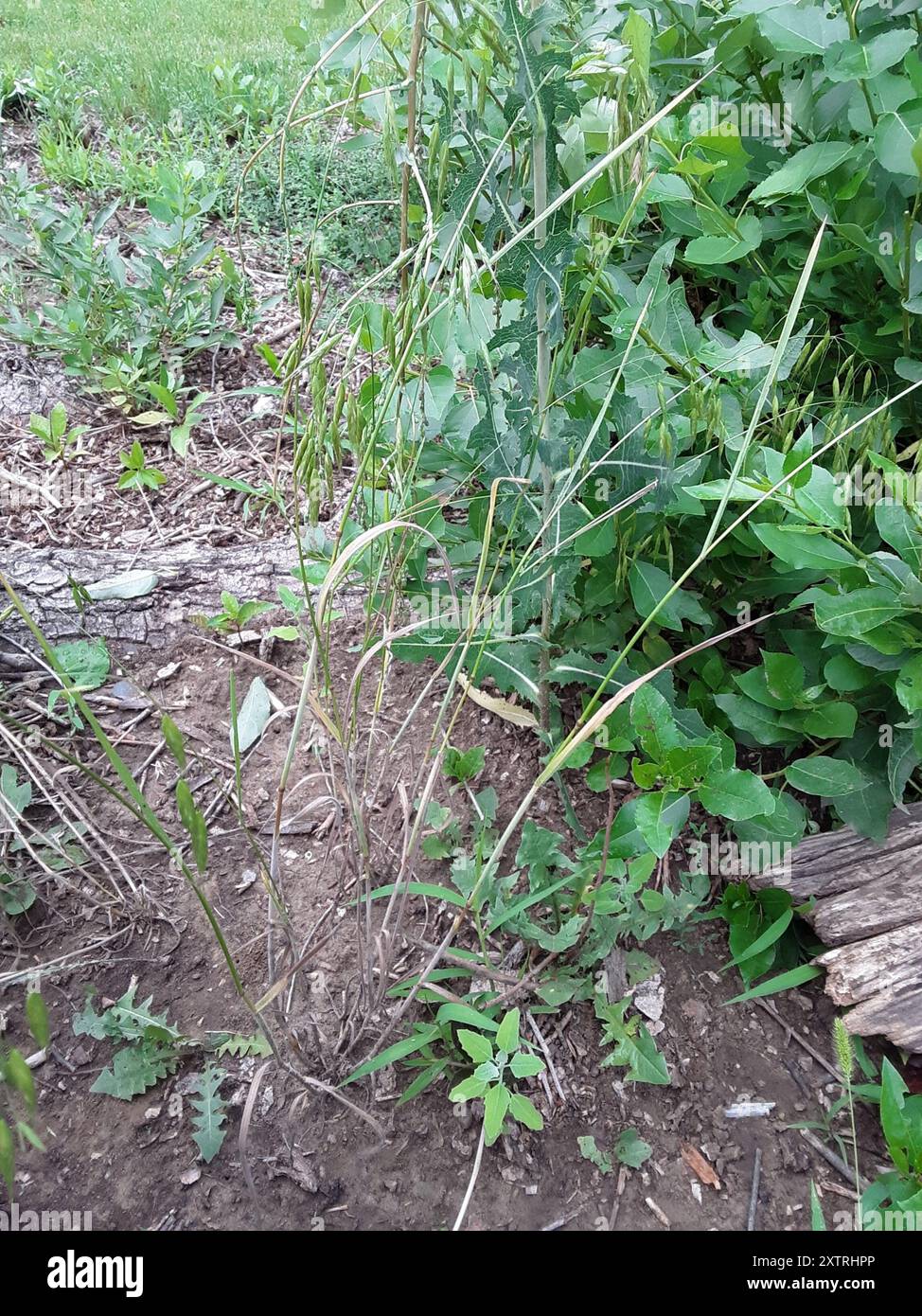 Japanese brome (Bromus japonicus) Plantae Stock Photo - Alamy