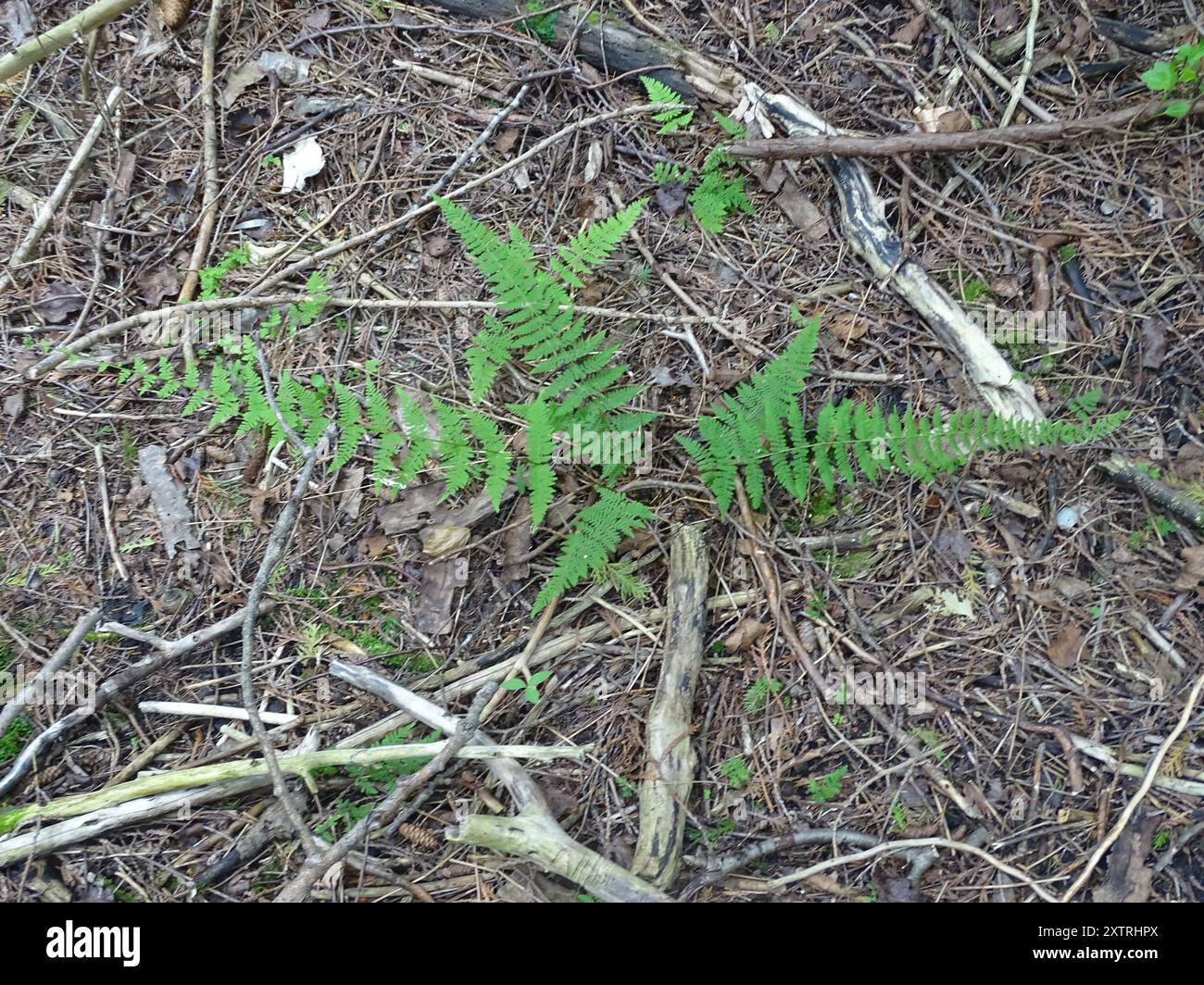 bulblet fern (Cystopteris bulbifera) Plantae Stock Photo - Alamy