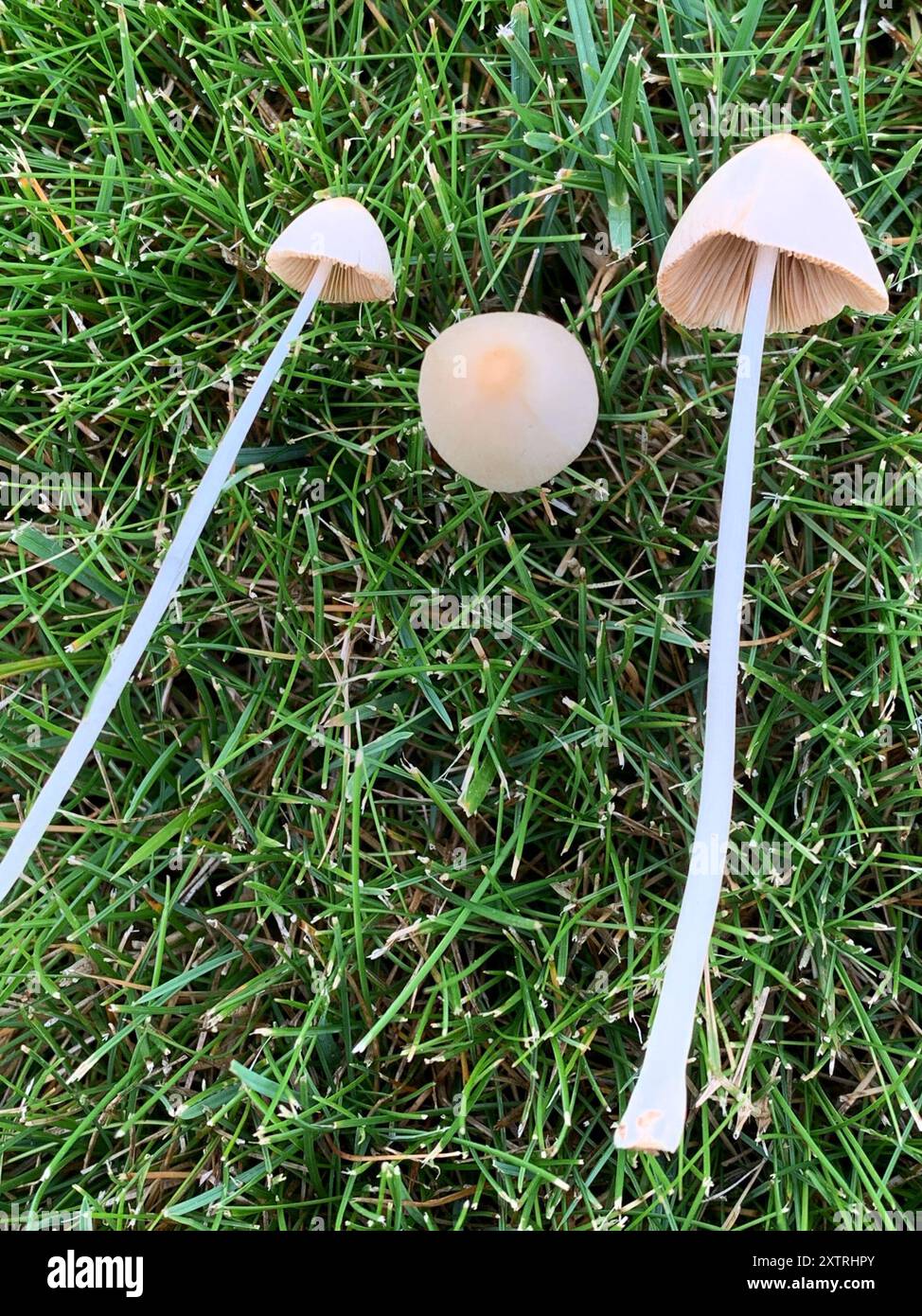 milky conecap (Conocybe apala) Fungi Stock Photo - Alamy