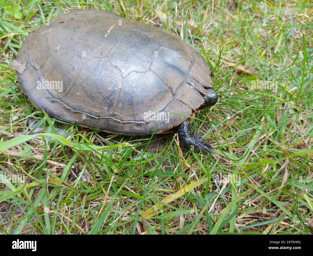 Midland Painted Turtle (Chrysemys picta marginata) Reptilia Stock Photo ...