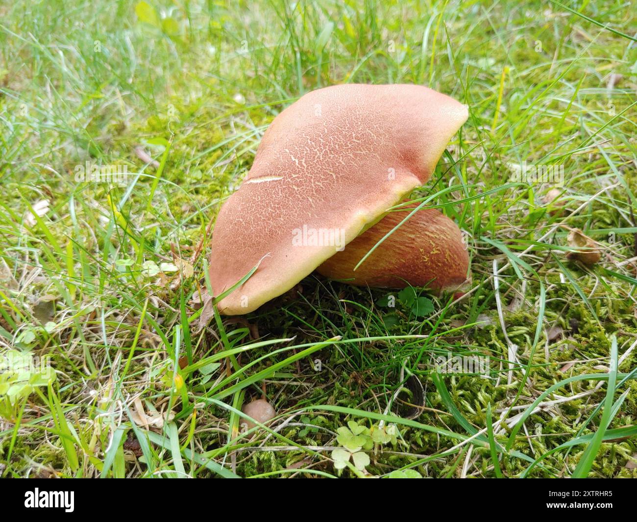two-colored bolete (Baorangia bicolor) Fungi Stock Photo - Alamy