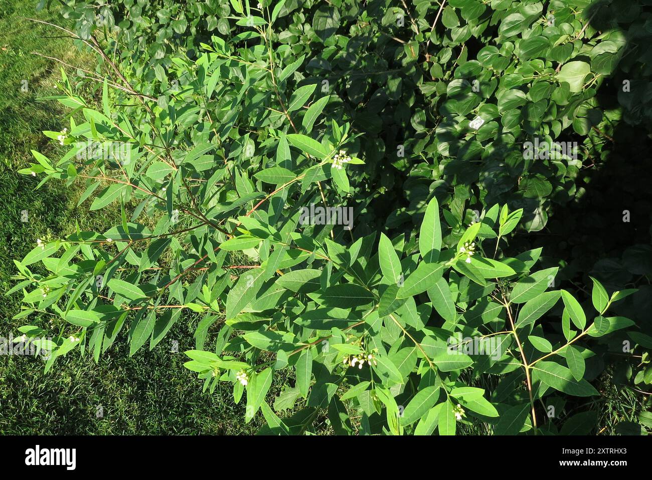 hemp dogbane (Apocynum cannabinum) Plantae Stock Photo - Alamy