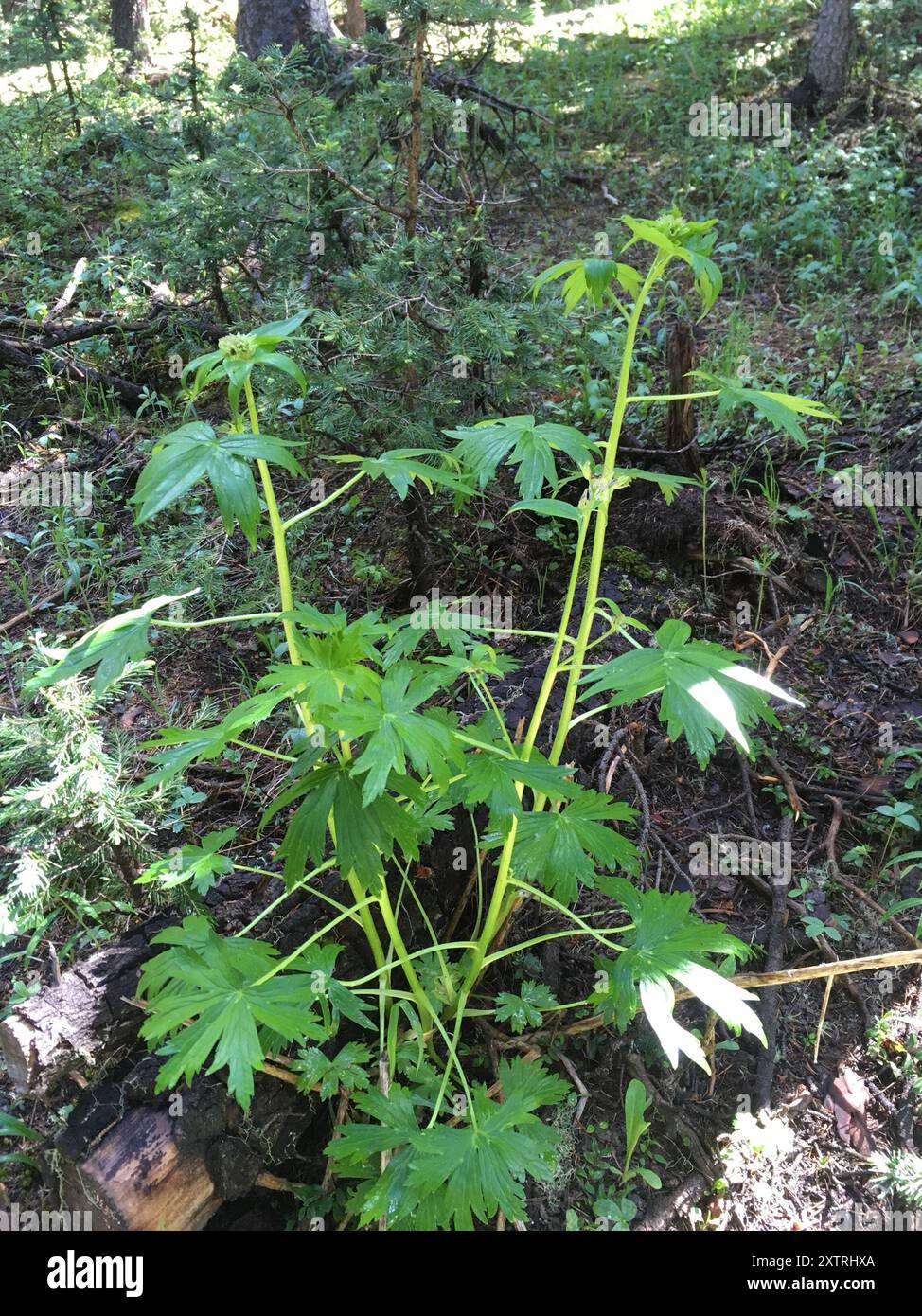Subalpine Larkspur (Delphinium barbeyi) Plantae Stock Photo - Alamy