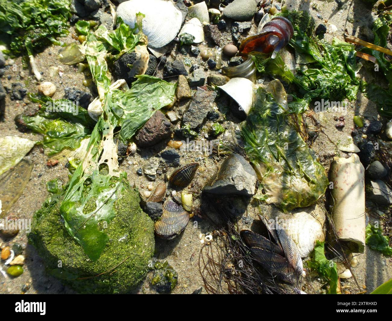 Atlantic Ribbed Mussel (Geukensia demissa) Mollusca Stock Photo - Alamy