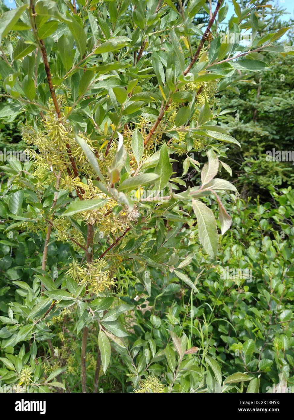 bebb's willow (Salix bebbiana) Plantae Stock Photo - Alamy