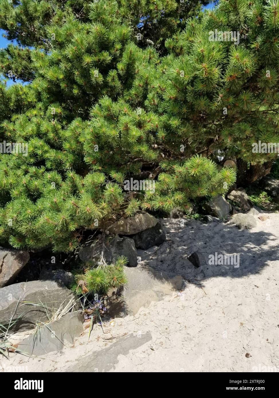 Shore Pine (Pinus contorta contorta) Plantae Stock Photo - Alamy