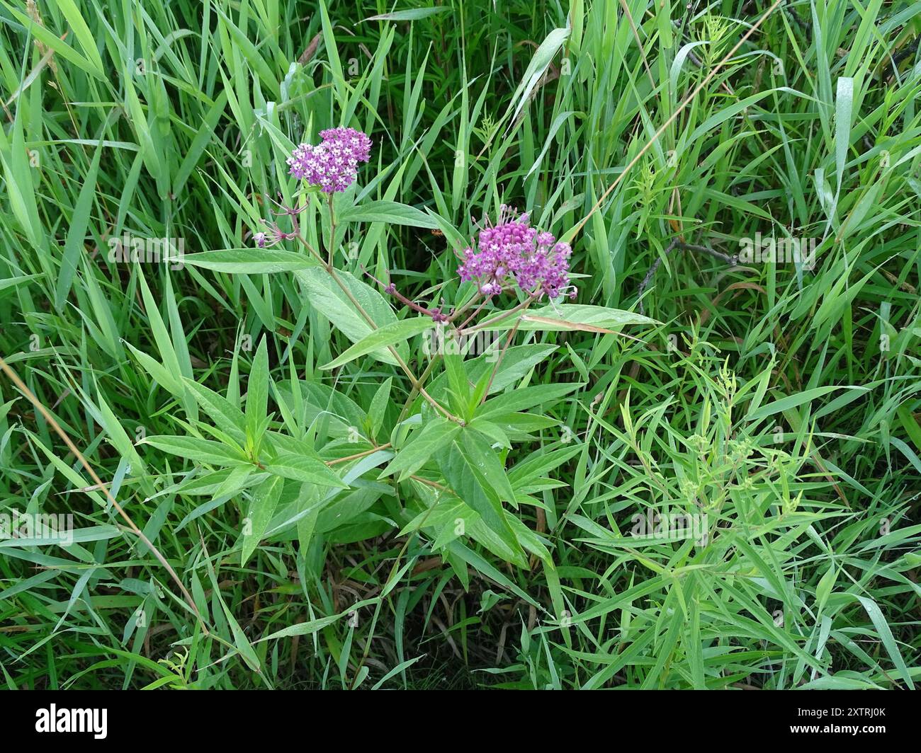 swamp milkweed (Asclepias incarnata) Plantae Stock Photo - Alamy