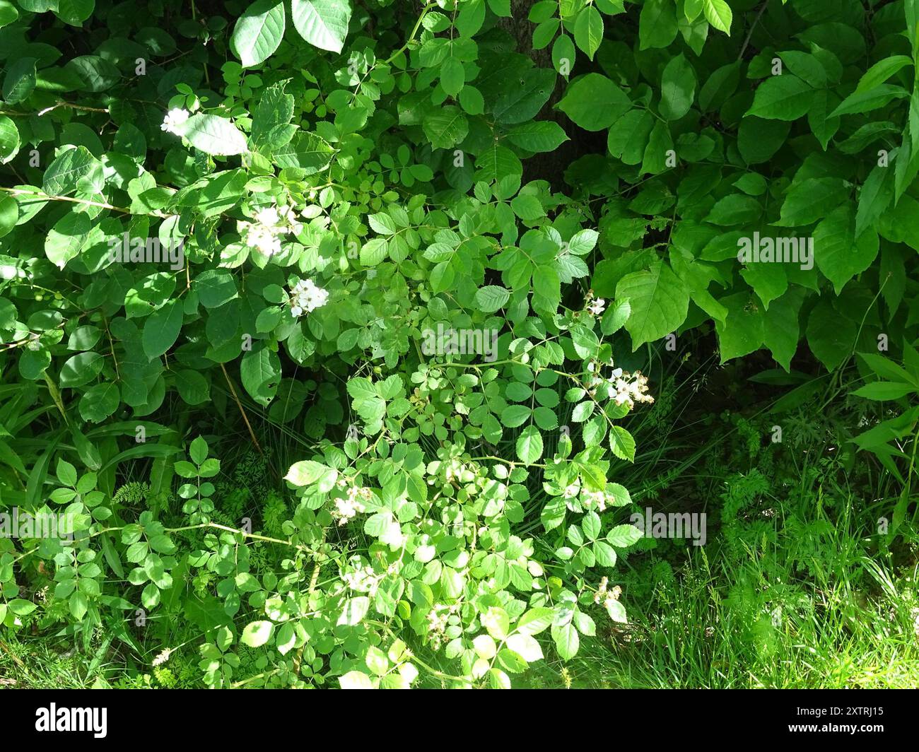 multiflora rose (Rosa multiflora) Plantae Stock Photo - Alamy