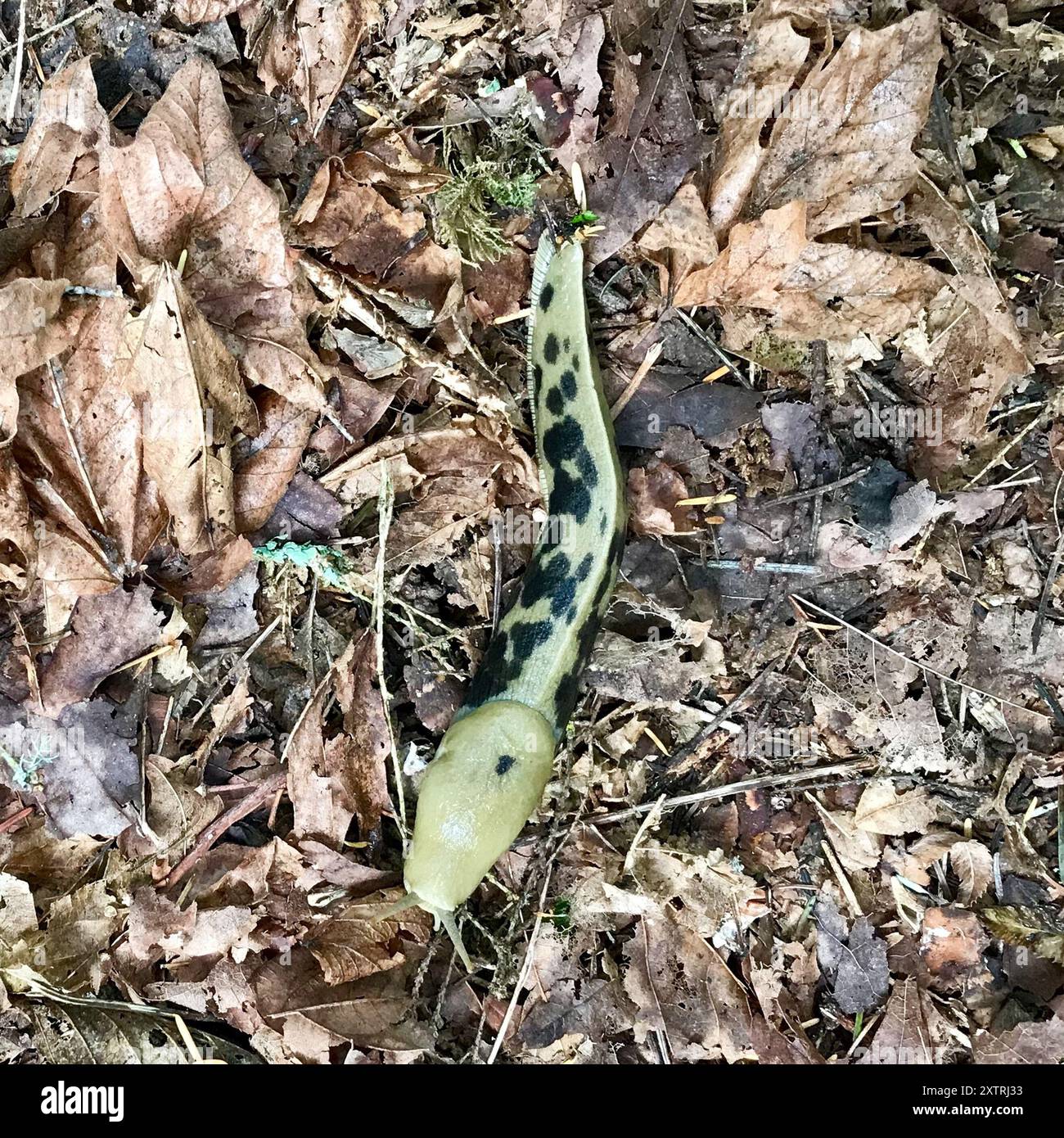 Pacific Banana Slug (Ariolimax columbianus) Mollusca Stock Photo - Alamy